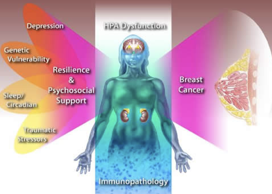 How Does Stress Affect the Immune System? – Alabama Holistic Health